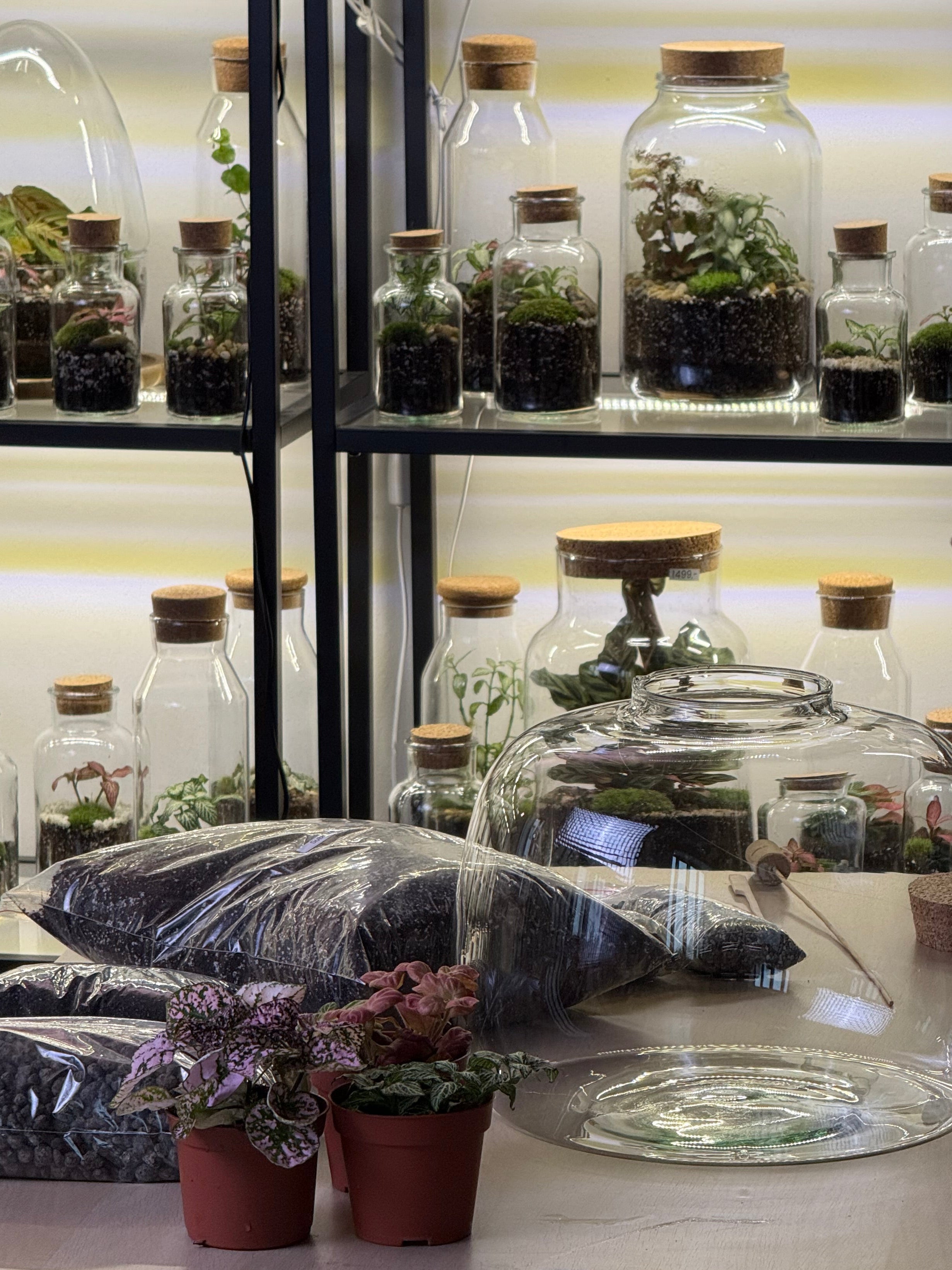 DIY Terrarium Set - Dasha – Halaman Habitat